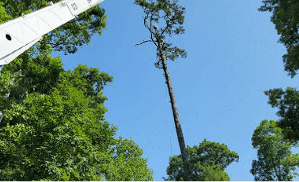 Gallery | Sidden Tree Service